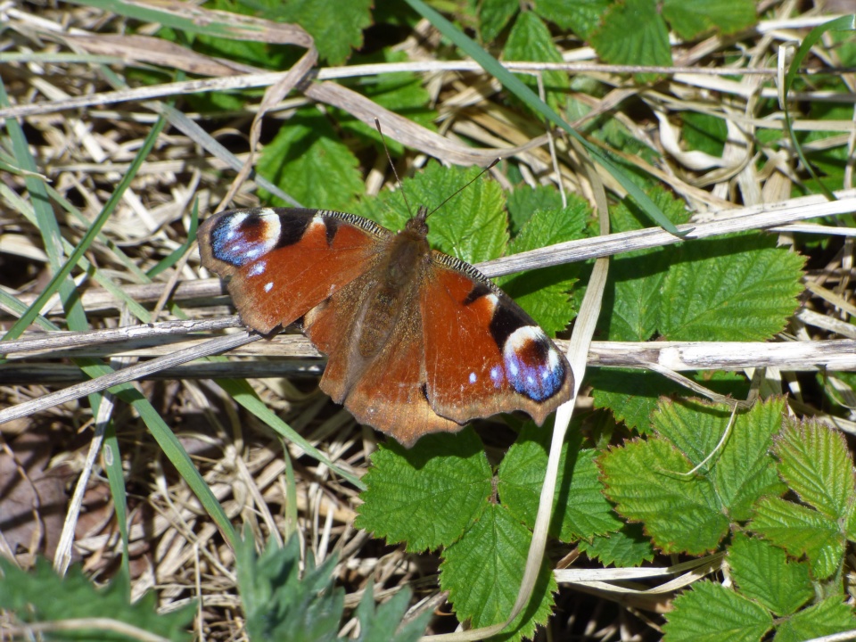 Peacock | monkey | Blipfoto