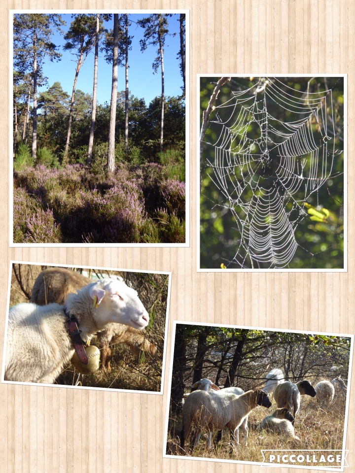 Heather, sheep and spider webs! | turnx3 | Blipfoto