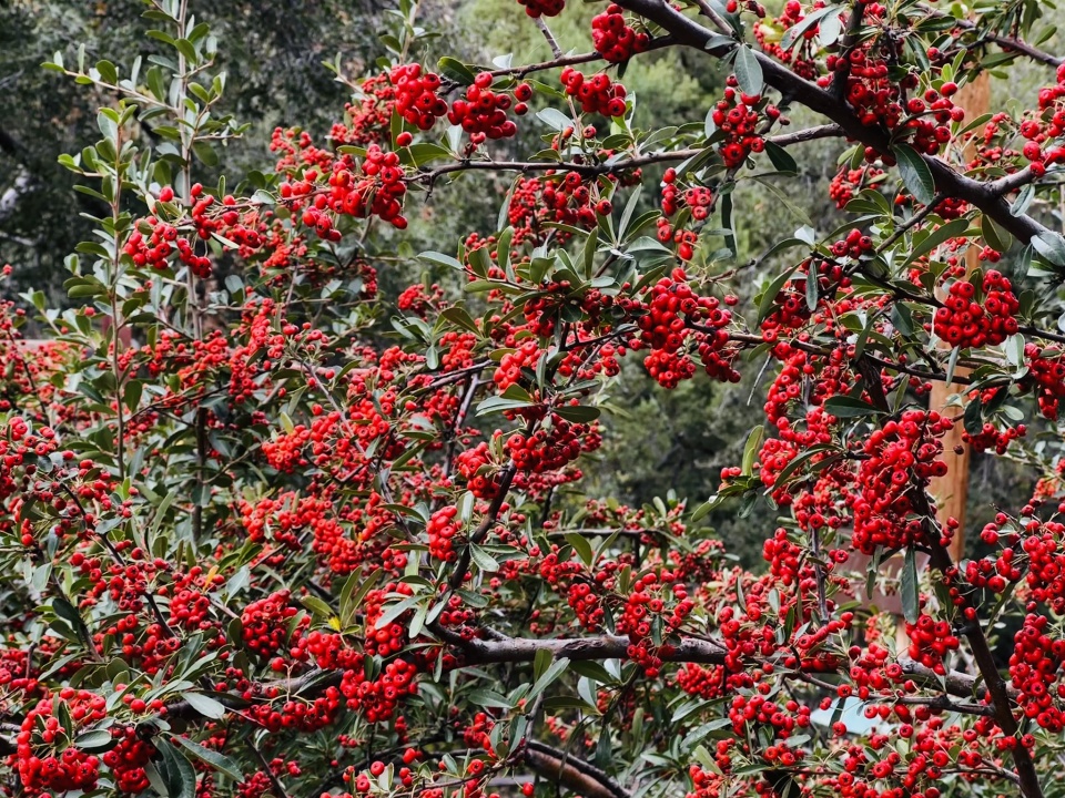 Berry Red | laurie54 | Blipfoto