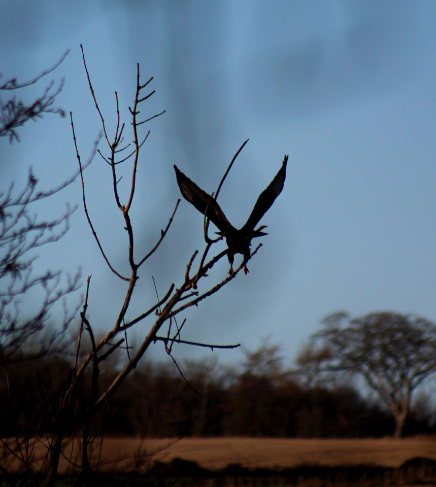 Close Encounters of the Burd Kind! | theBroon | Blipfoto