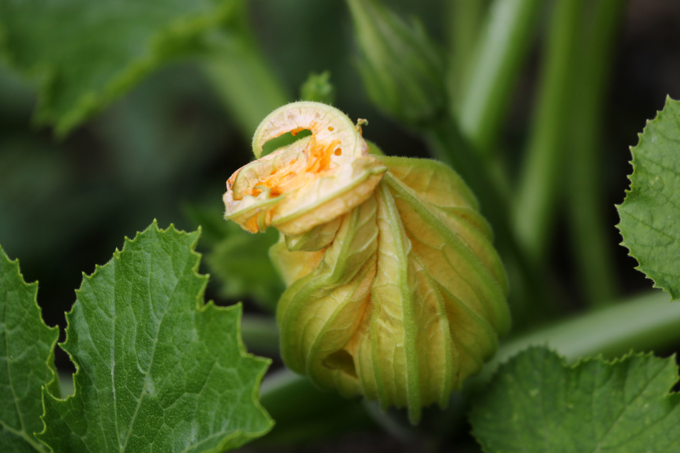 Courgette flower fading | NatureWatcher | Blipfoto