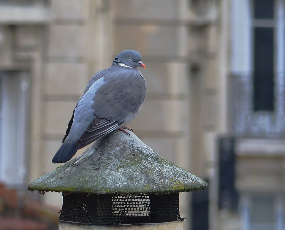 Wood Pigeon--3/4 Rear | VandeGraaff | Blipfoto