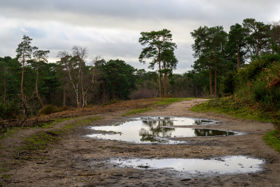 Oxshott Heath | NickyR | Blipfoto