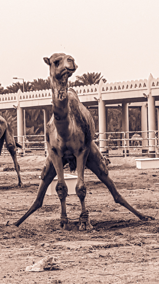 Camel Tuesday - Doing the splits | DesertCamel | Blipfoto