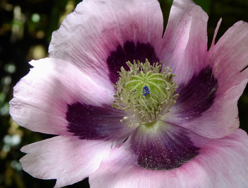 Just a Poppy... | Kate64 | Blipfoto