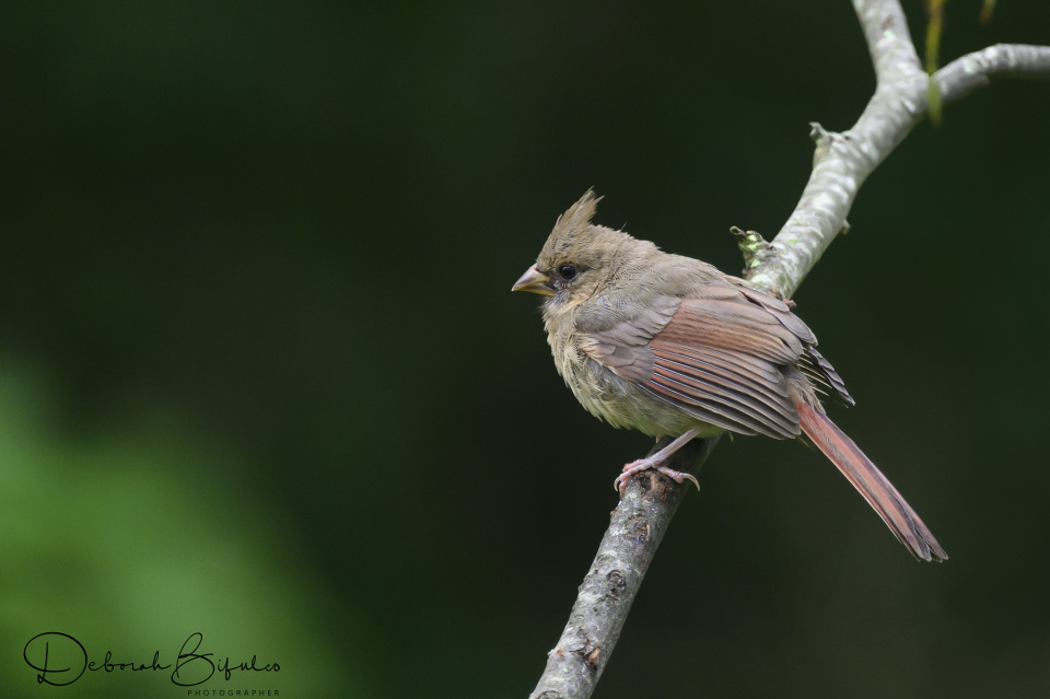 Baby | dbifulco | Blipfoto