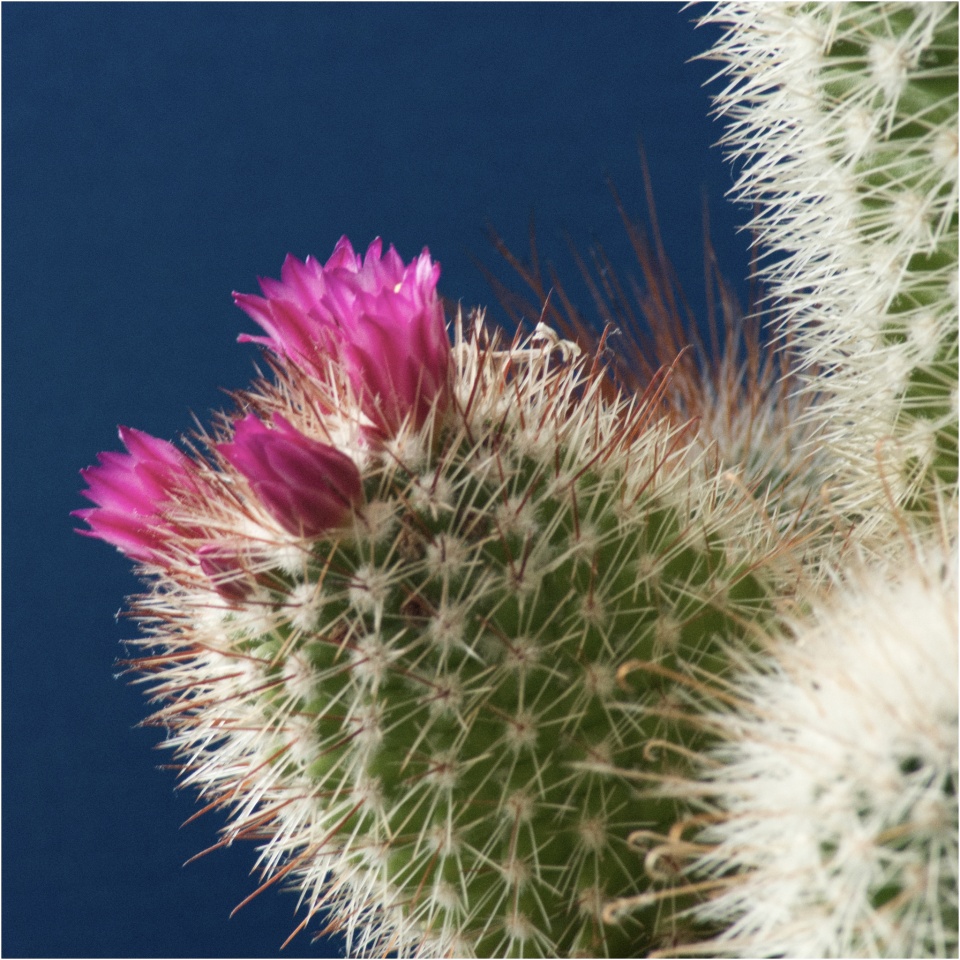 Flowering Again! | Hyperion | Blipfoto