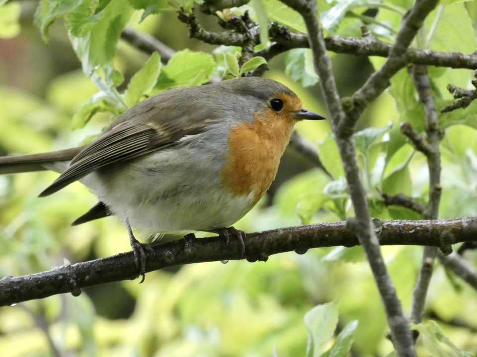 Hello robin | orchid99 | Blipfoto