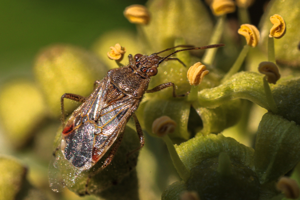 Bugs Not Rife | MsQuizzical | Blipfoto