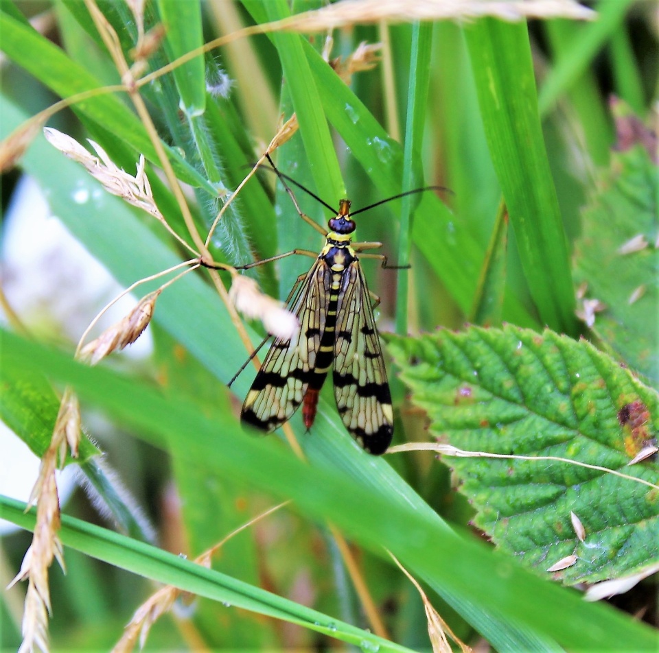 Scorpion Fly | monkey | Blipfoto