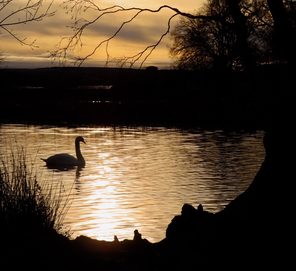Larbert Loch | MaggieD | Blipfoto