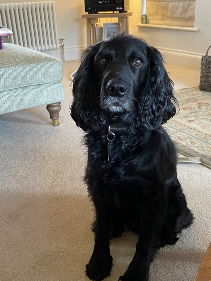 Jasper Dog | corinthian | Blipfoto