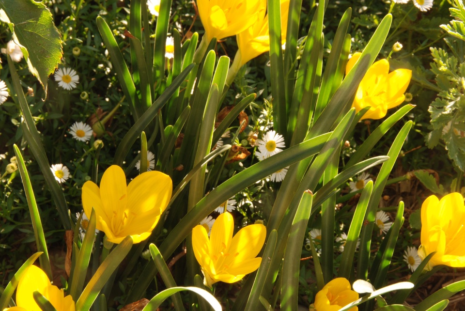 Summer daisy and autumn crocus | 59 | Blipfoto