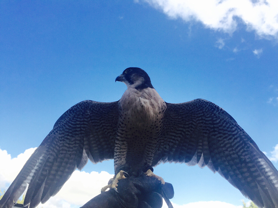 Dixie keeping watch | RobinM | Blipfoto