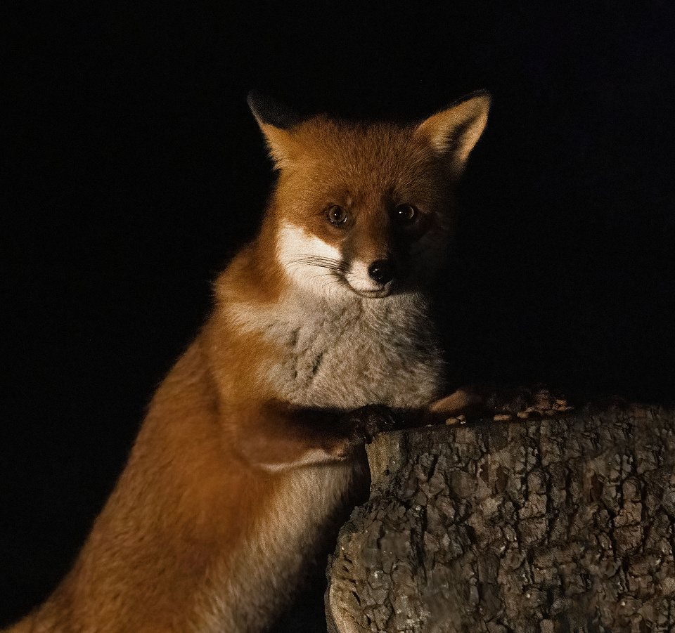 Wide Eyed | Hillyblips | Blipfoto