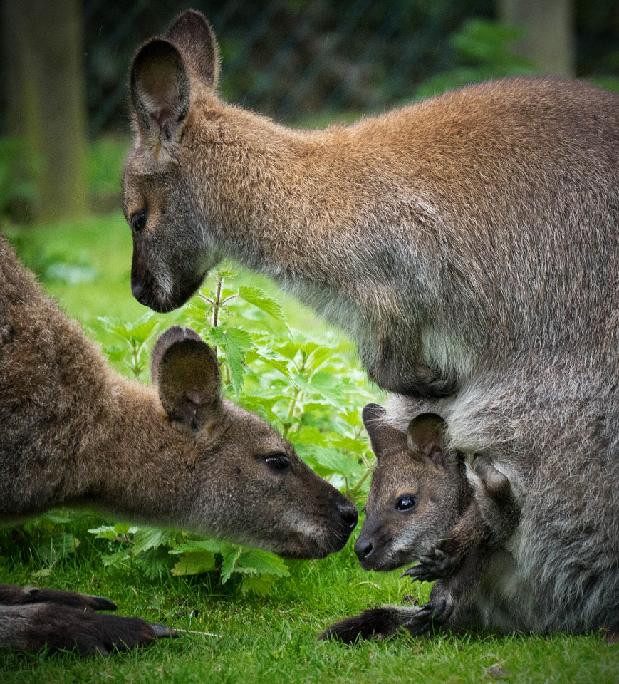 The family Wallaby... | lovelupins17 | Blipfoto
