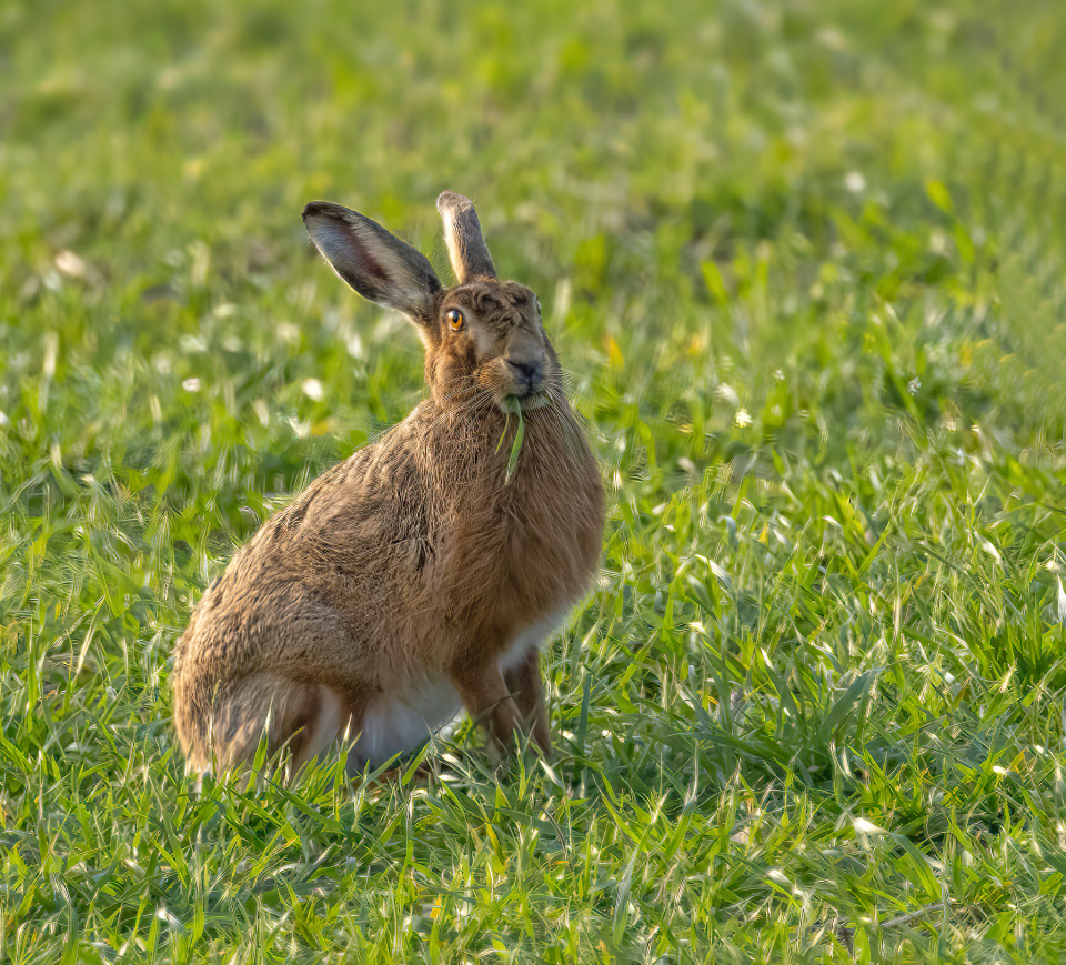 Grass | Hillyblips | Blipfoto