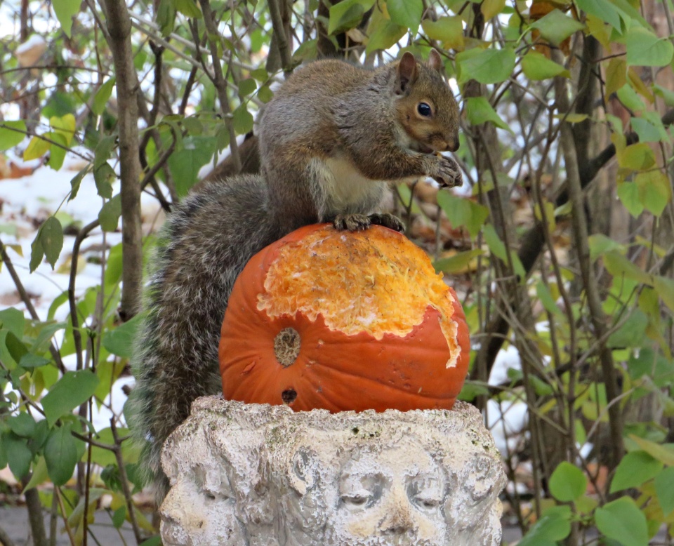 Happy Pumpkin Squirrel Friday | lindee | Blipfoto