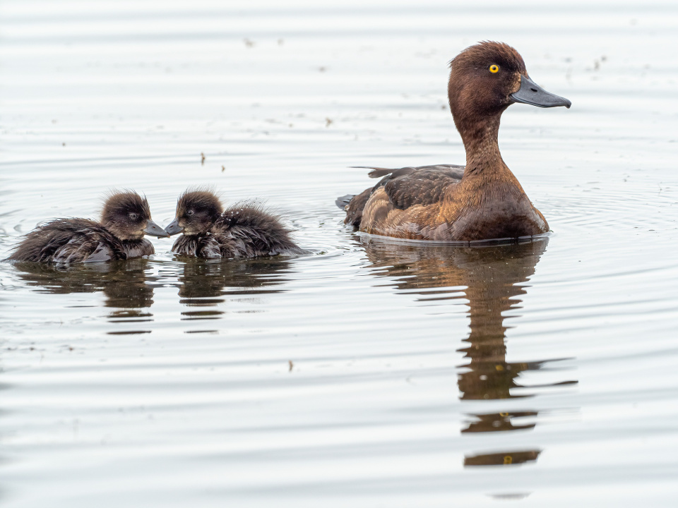 Tufted Ducklings | davidc | Blipfoto