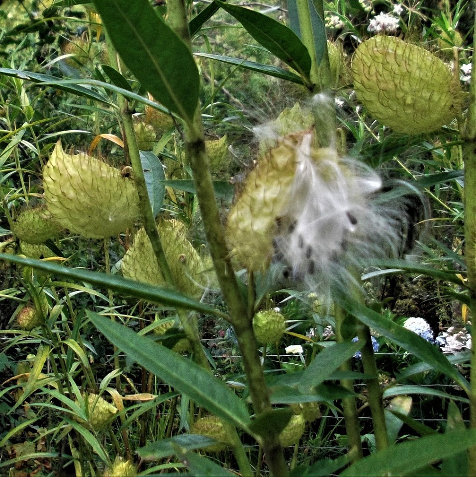 Swan Plant Seed Pods | Bunty | Blipfoto