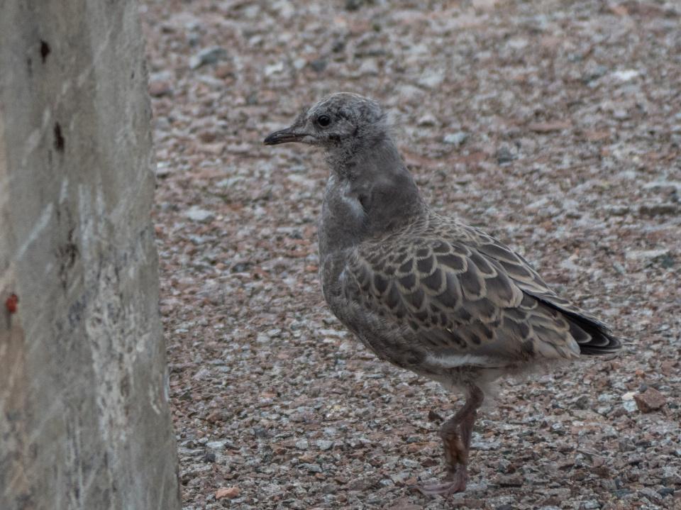Common Gull Chick | MotherShipton | Blipfoto
