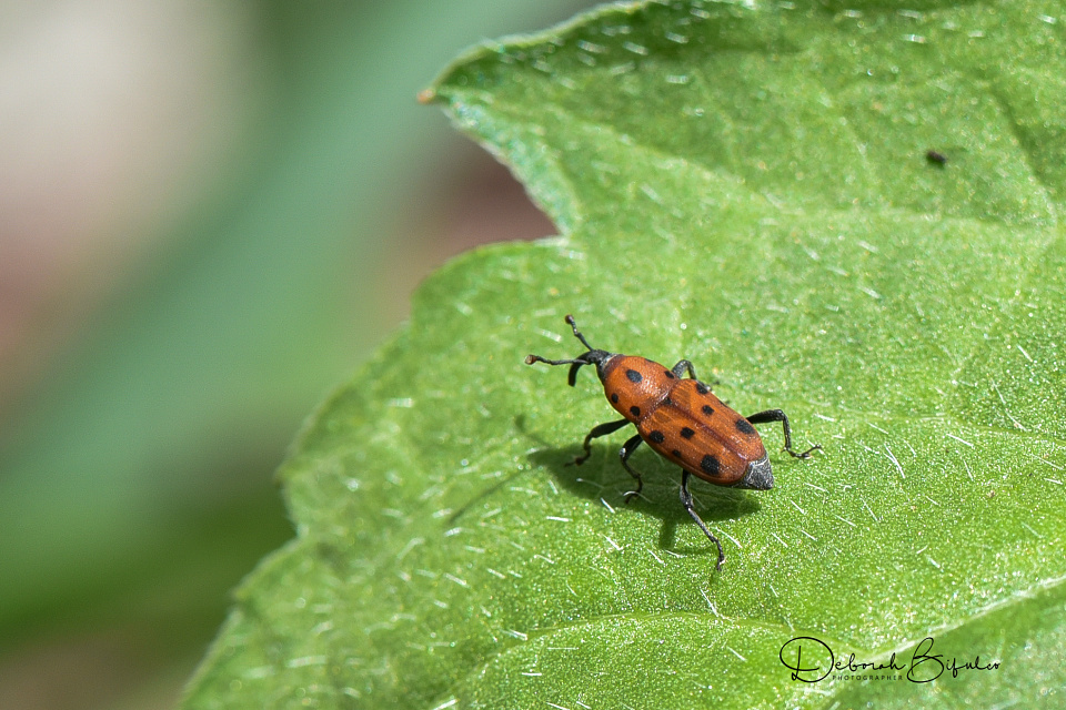 Apropos of nothing | dbifulco | Blipfoto