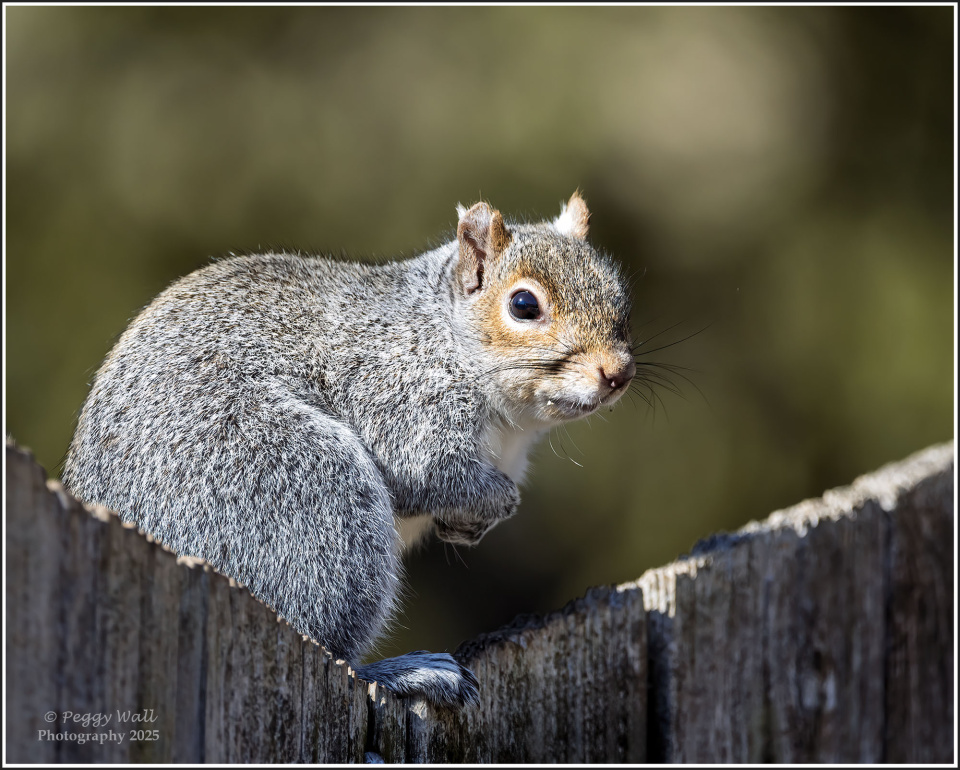 Squirrel Blip Friday ... | KangaZu | Blipfoto