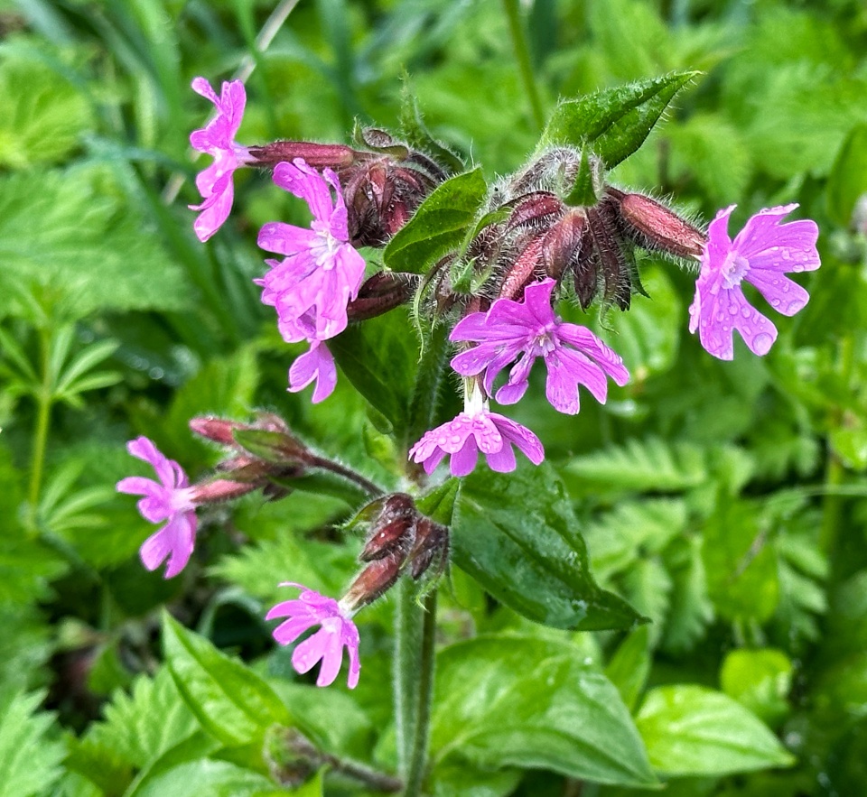 Campion | Technophobe | Blipfoto