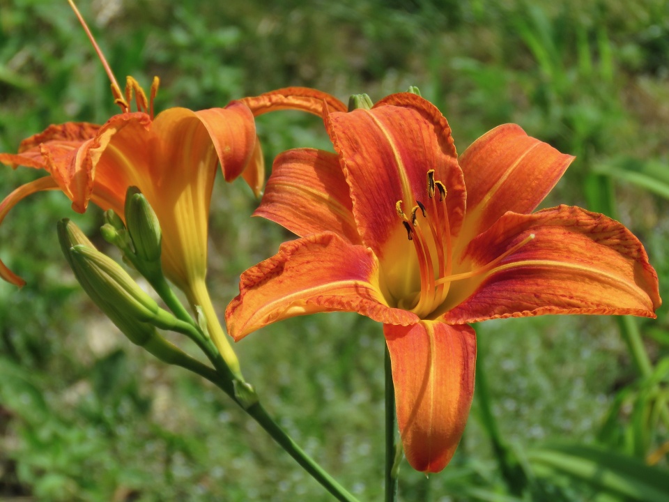 Orange Lily Time | GirlWithACamera | Blipfoto