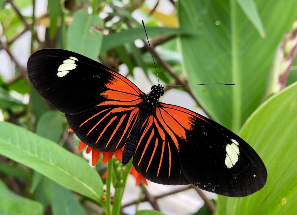 Heliconius Erato - Common Longwing | Diane2104 | Blipfoto