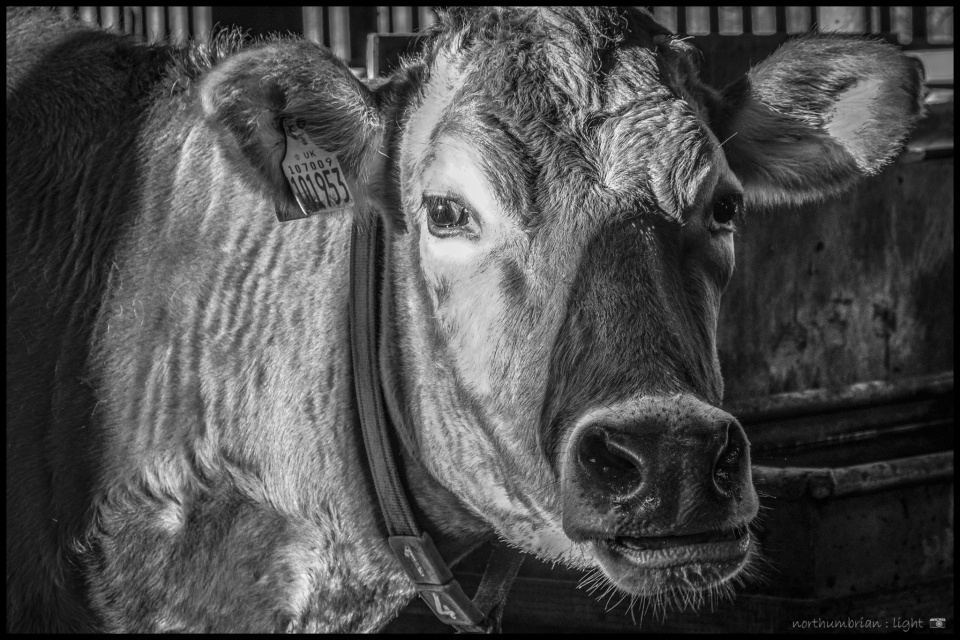 To Wheelbirks Farm ... | RobinDown | Blipfoto