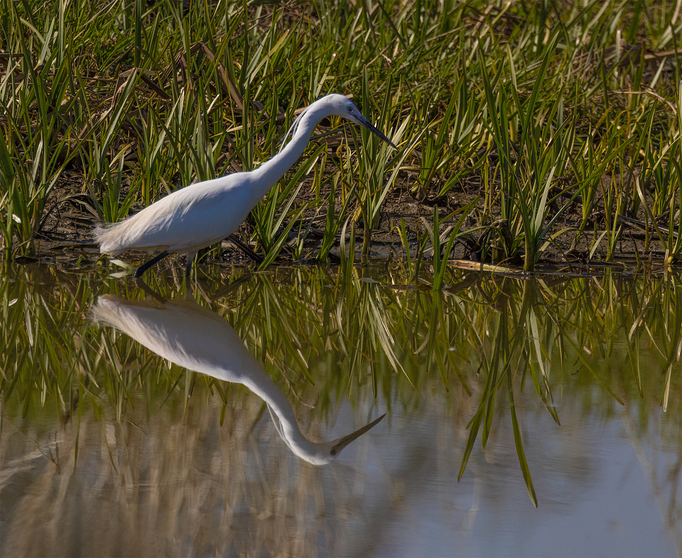 Little Egret | Hillyblips | Blipfoto