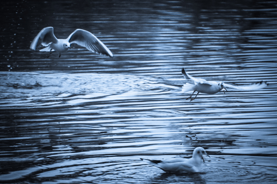 Too slow Joe | hebsjournal | Blipfoto