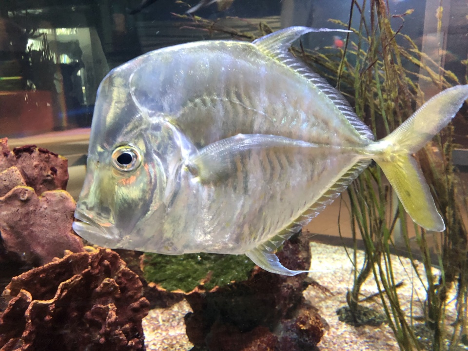 Lookdown Fish | ArtistAnnie | Blipfoto