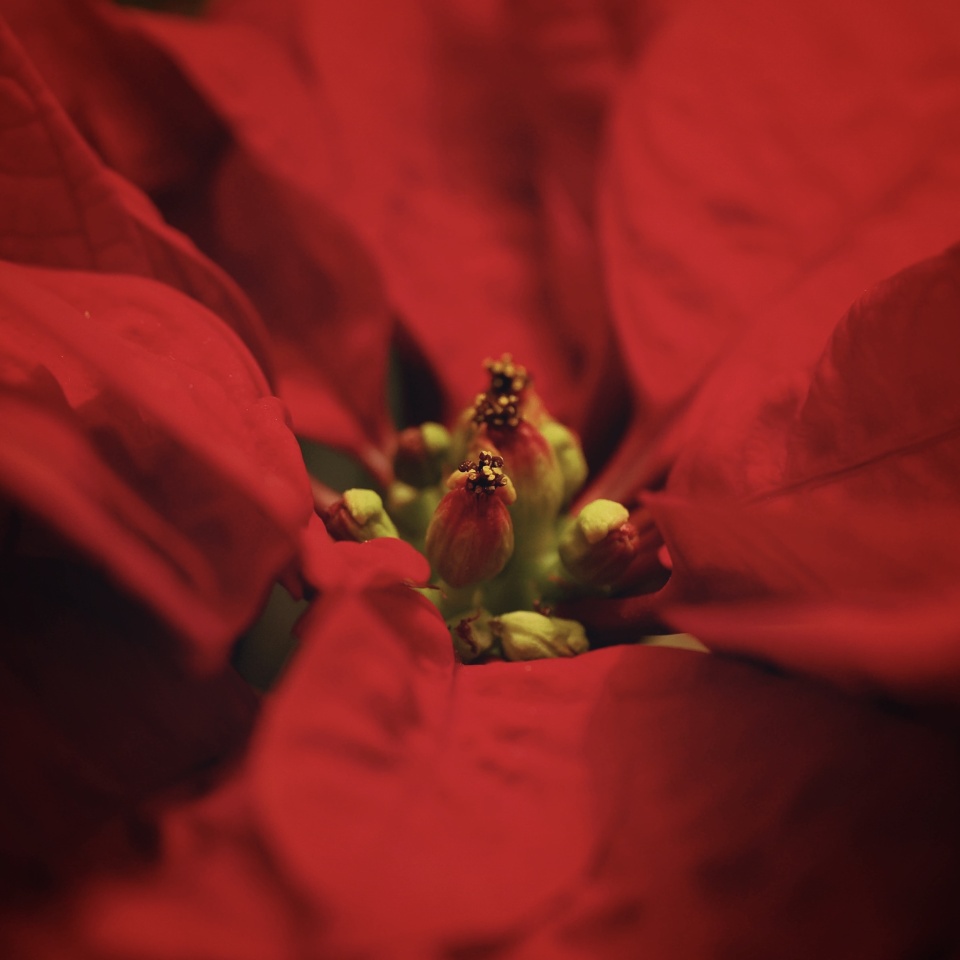 Poinsettia | Technophobe | Blipfoto