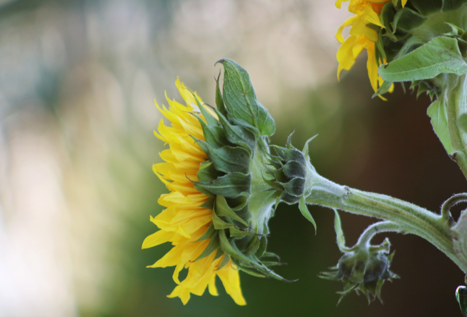 Withering Sunflower | carolinav | Blipfoto