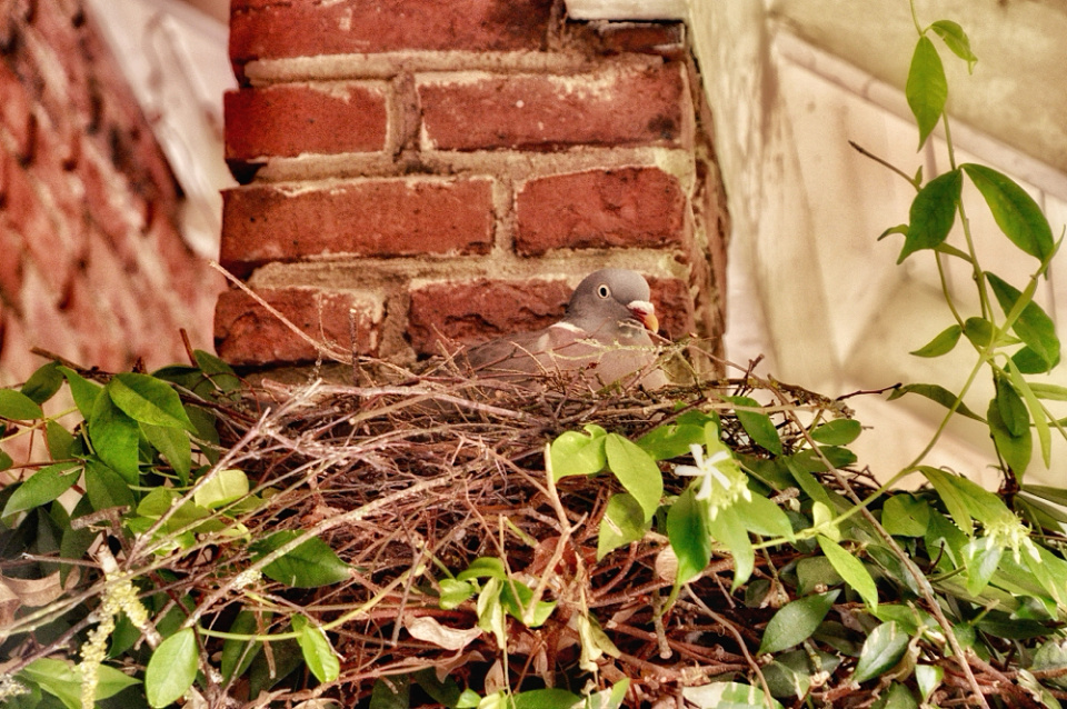 Nesting | Ingeborg | Blipfoto