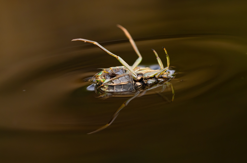 Making Whoopee | Hillyblips | Blipfoto