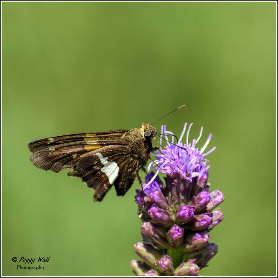 Silver Spotted Skipper ... | KangaZu | Blipfoto