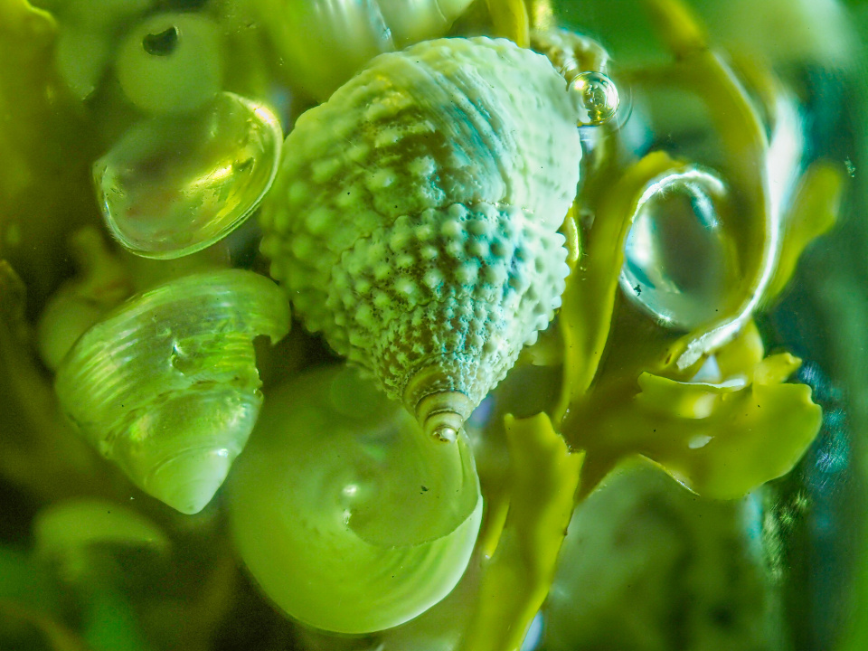 Tiny shells | davidc | Blipfoto