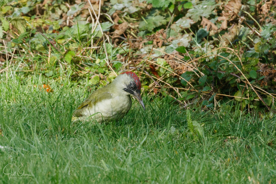 Breakfast | JDO | Blipfoto