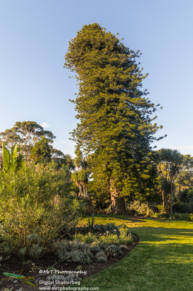 Captain's Cook Pine | MrTPhotography | Blipfoto