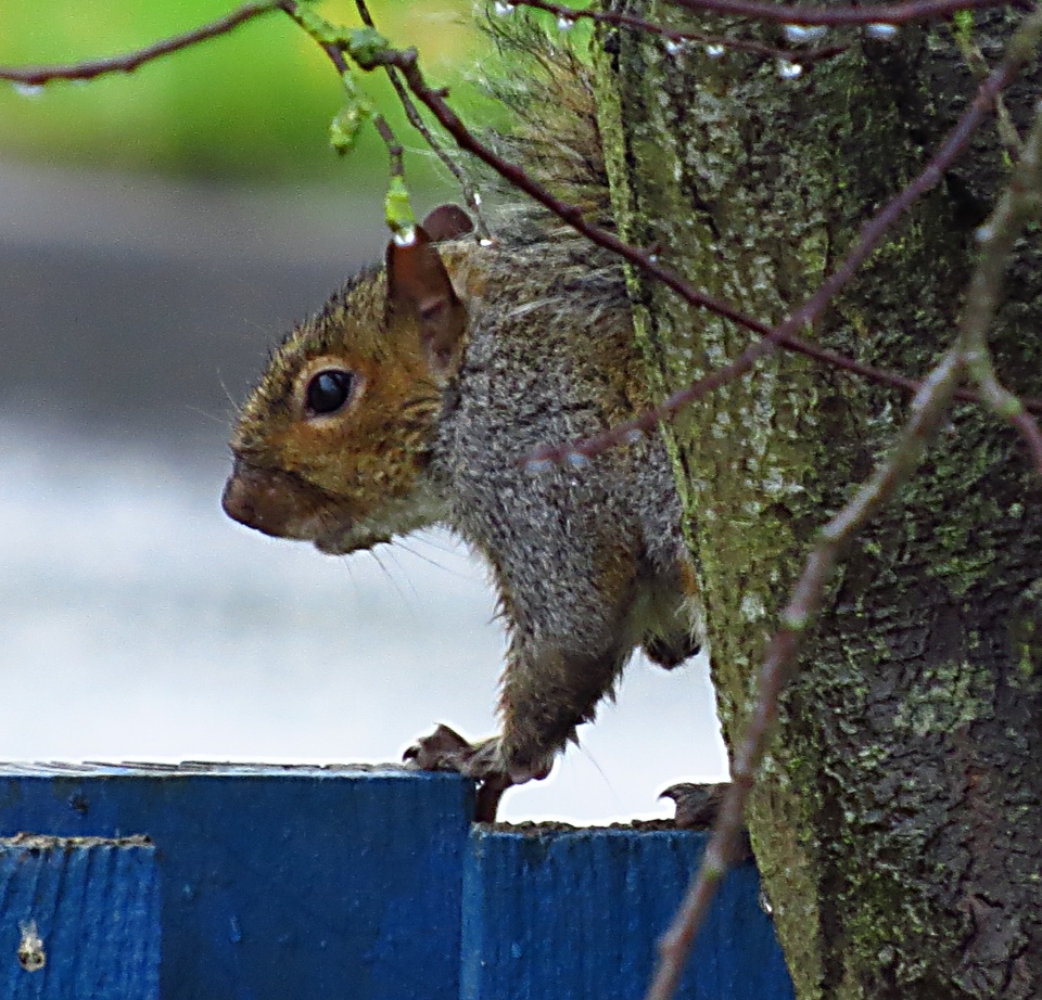 SAMMY SQUIRREL'S BACK! | Honeycombebeach | Blipfoto