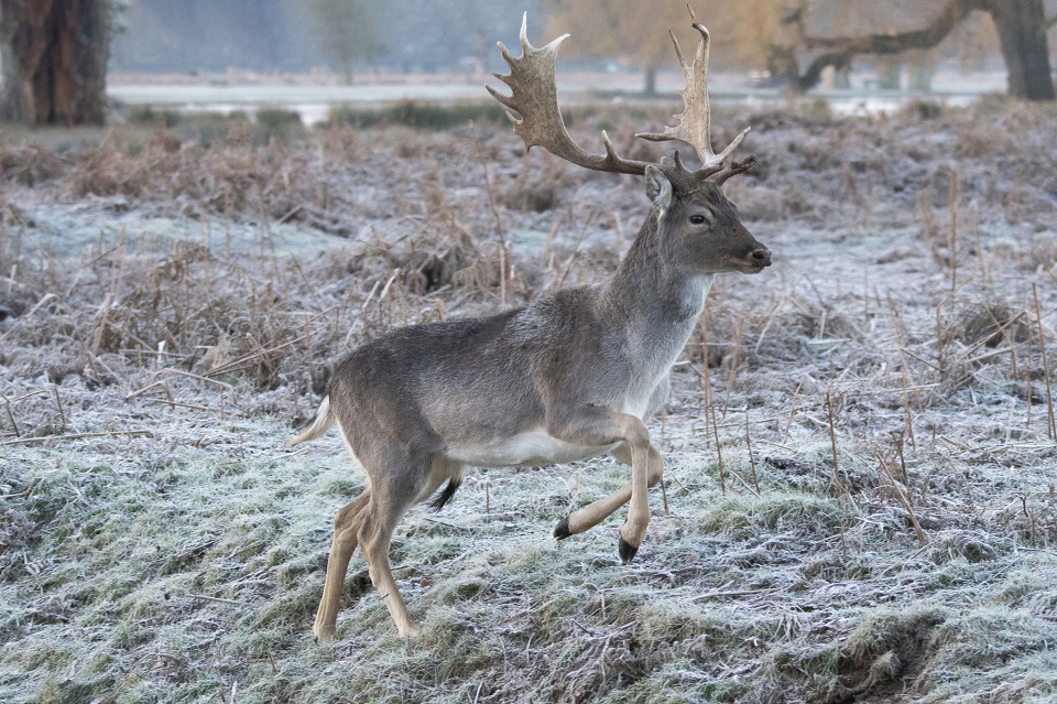 Frisky Fallow Buck in the frost. | SueL7 | Blipfoto