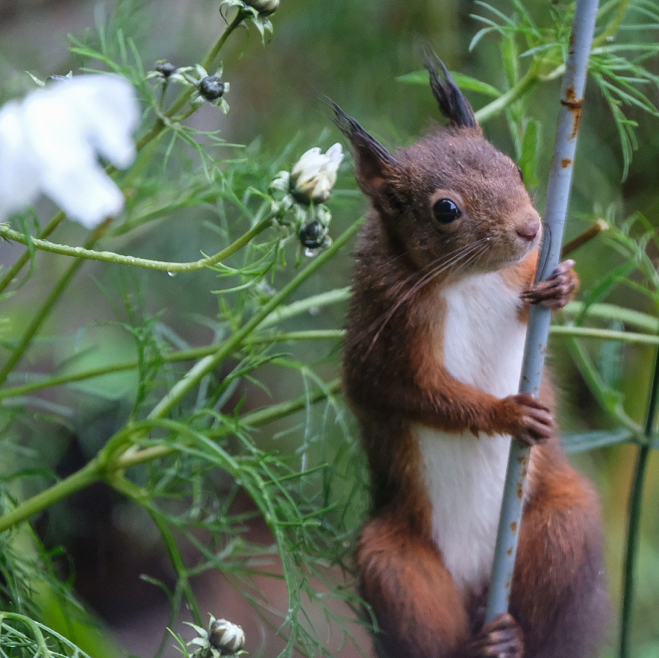 Tufty's Mrs. | weeflecky | Blipfoto