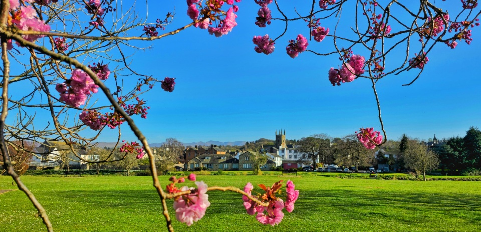 Another Cherry blossom blip! | trevorearthy | Blipfoto