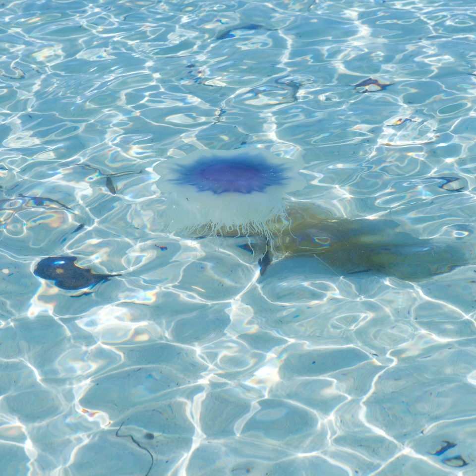 Cyanea lamarckii | Treshnish | Blipfoto