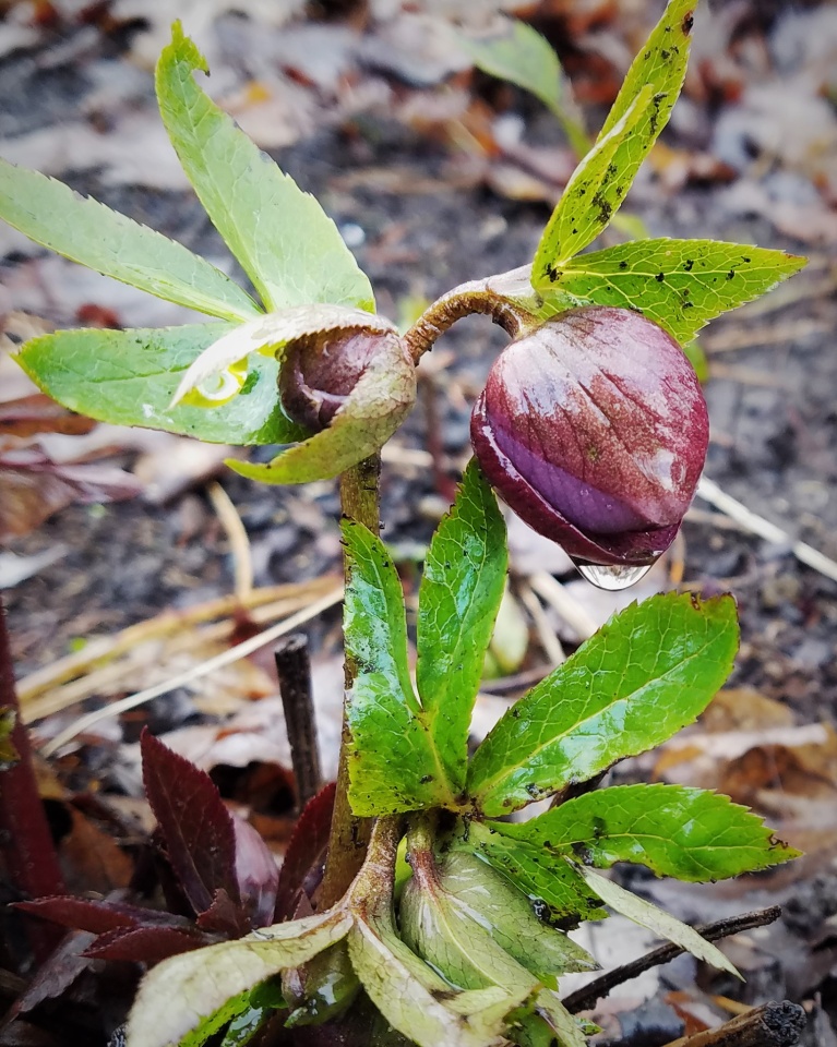 Hellebore Bud | RonaldBerry | Blipfoto