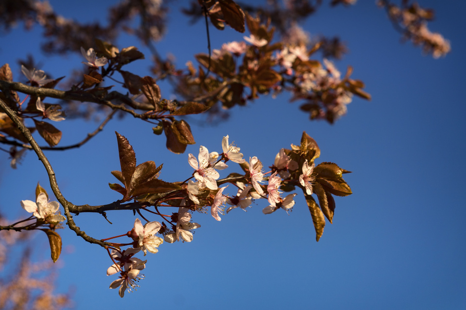 Hope Blossoms | RtCph | Blipfoto