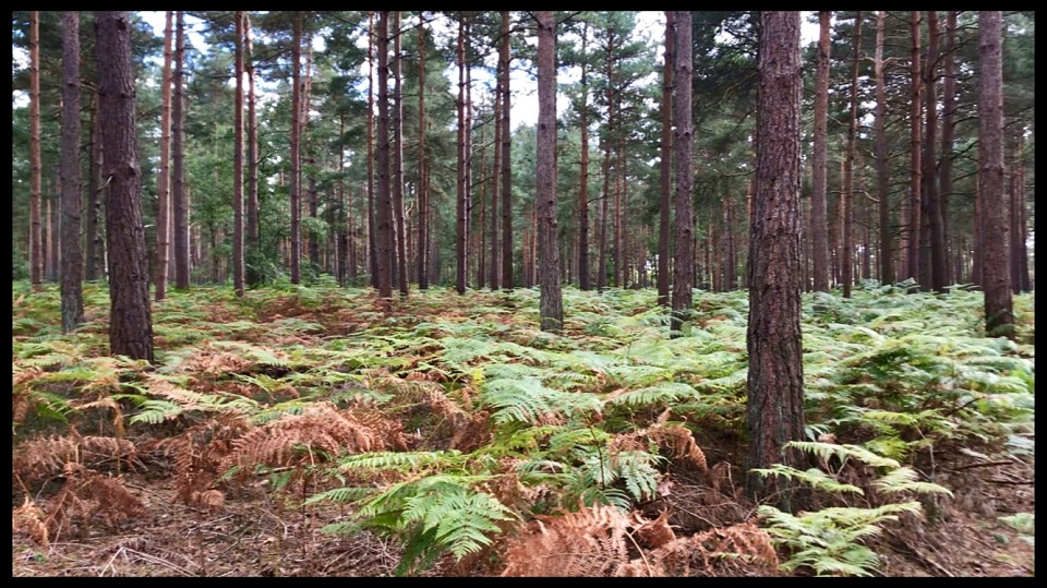 Wokefield Common | HeidiAndDolly | Blipfoto